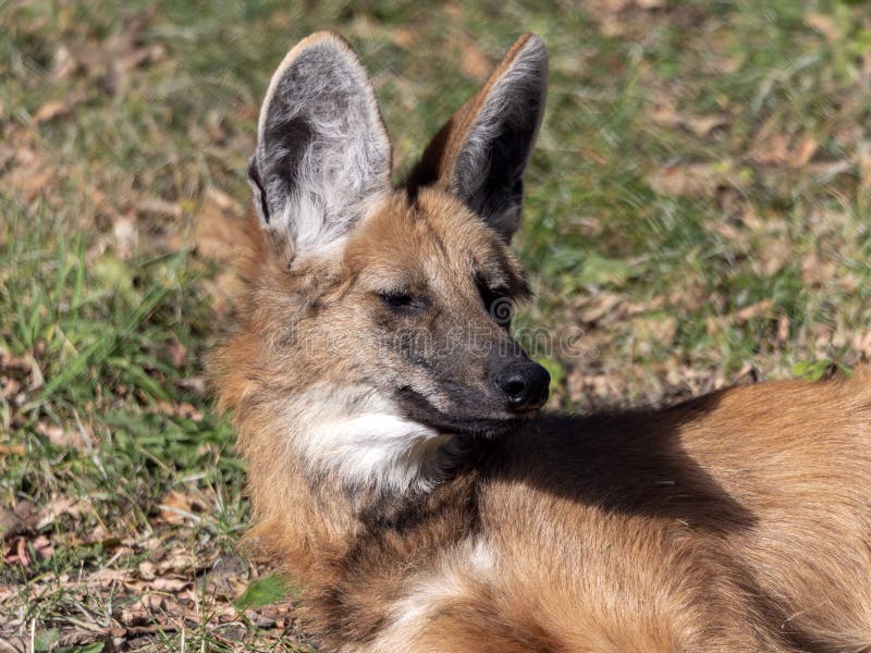 Red Maned Wolf in the Captive Animal Stock Image - Image of look, scare ...