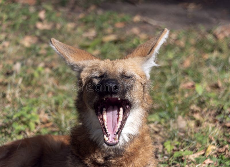 Animal Maned Wolf stock photo. Image of brachyurus, canidae - 287074962