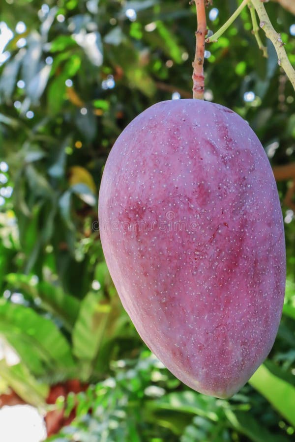 Red Mango Chakkraphat on the Mango Tree Stock Image - Image of harvest ...