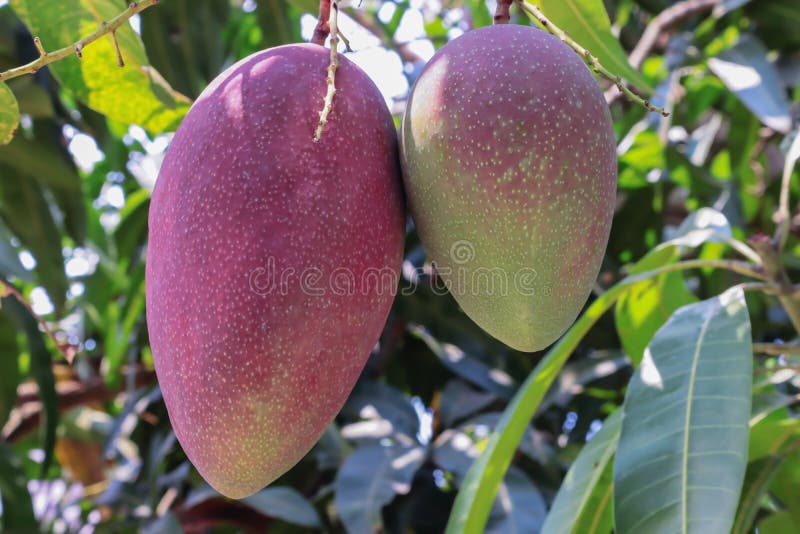 Red Mango Chakkraphat on the Mango Tree Stock Photo - Image of garden ...