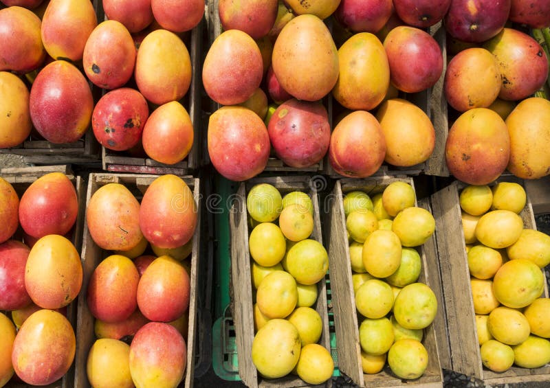 Red Mango fruit in a box stock image. Image of closeup - 59606399