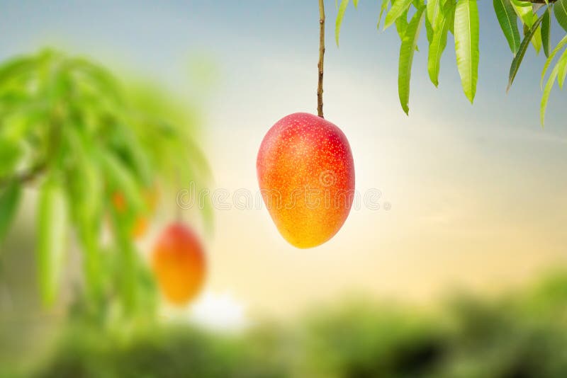 3,376 Red Mango Tree Stock Photos - Free & Royalty-Free Stock Photos ...
