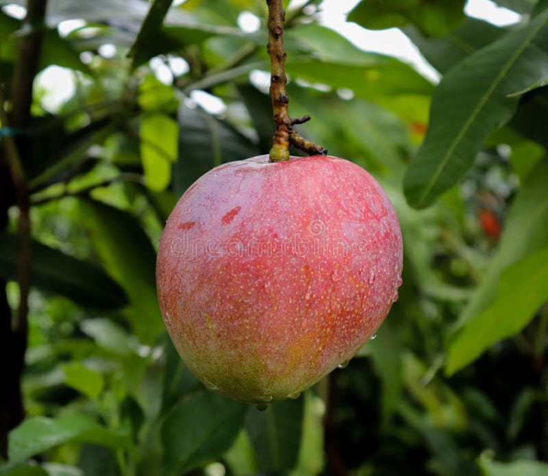 Red Mango Fruit on Mango Tree. Beautiful Red Mango Stock Image - Image ...