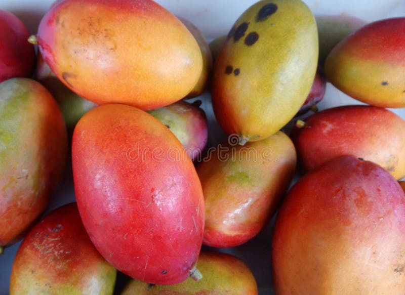 A red mango stand stock image. Image of mango, delicious - 108133351