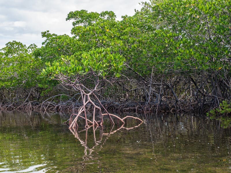Red Mangrove in Shallow Bay Stock Image - Image of water, swamp: 35799487