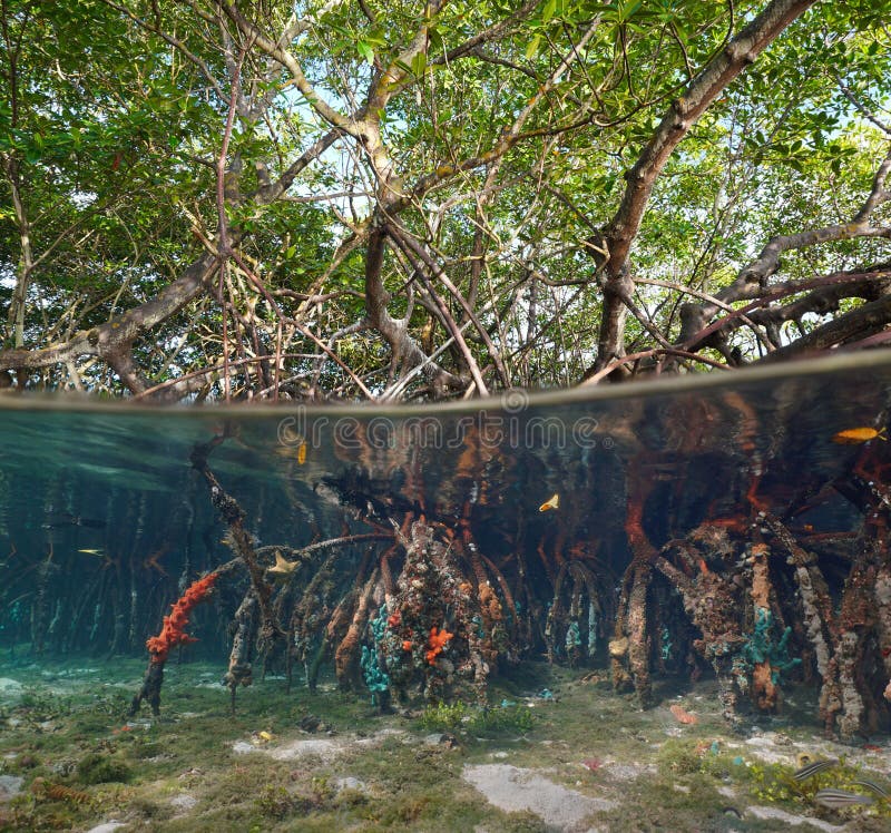 268 Mangrove Roots Tree Underwater Stock Photos - Free & Royalty-Free ...