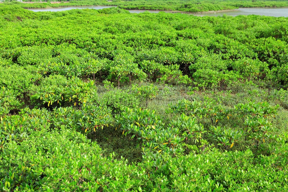 Red Mangrove wood stock photo. Image of kong, branch - 26653798
