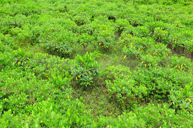 Red Mangrove wood stock image. Image of nature, hongkong - 28583387