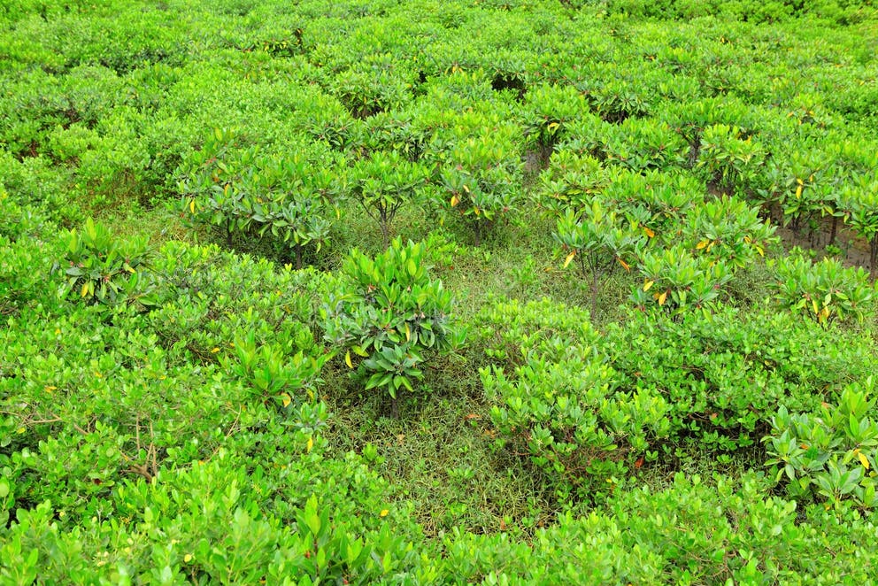 Red Mangrove wood stock image. Image of nature, hongkong - 28583387