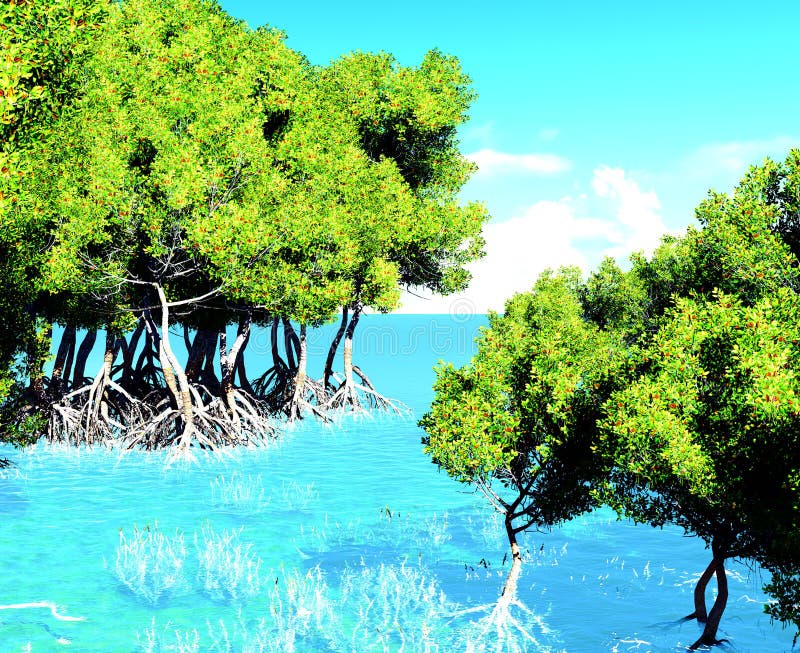 Red Mangroves On Florida Coast 3d Rendering Stock Illustration ...
