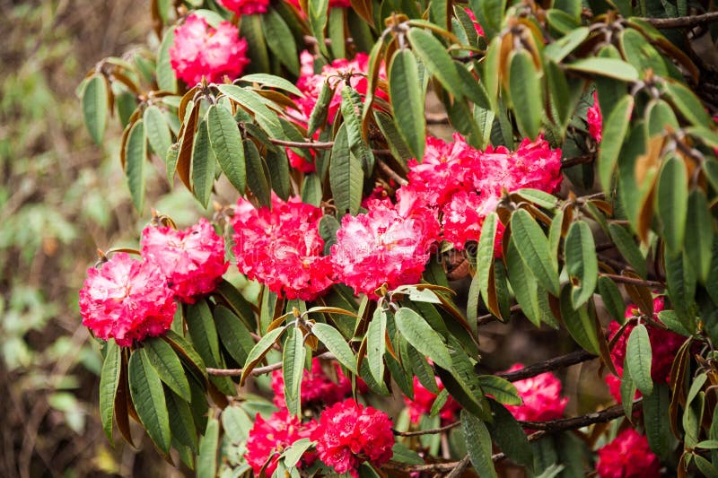 Red stock image. Image of closeup, flower, tree, white - 183808109