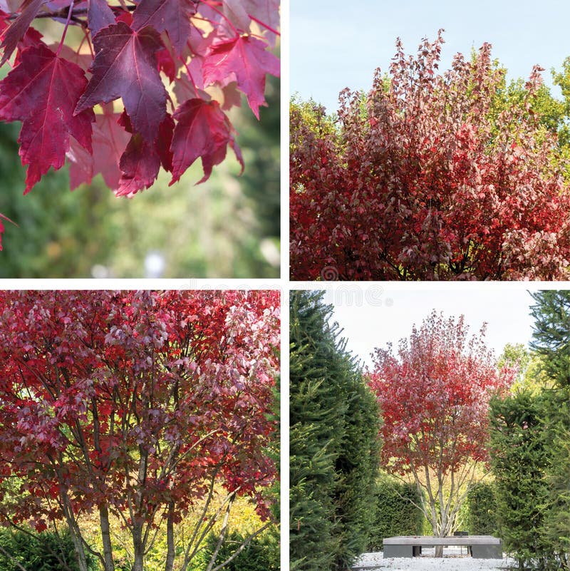 Red Maple, Acer Rubrum, Autumn View Stock Photo - Image of botanical ...