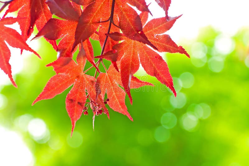 Red Maple Againt Green Tree Out Focus Stock Image - Image of foliage ...