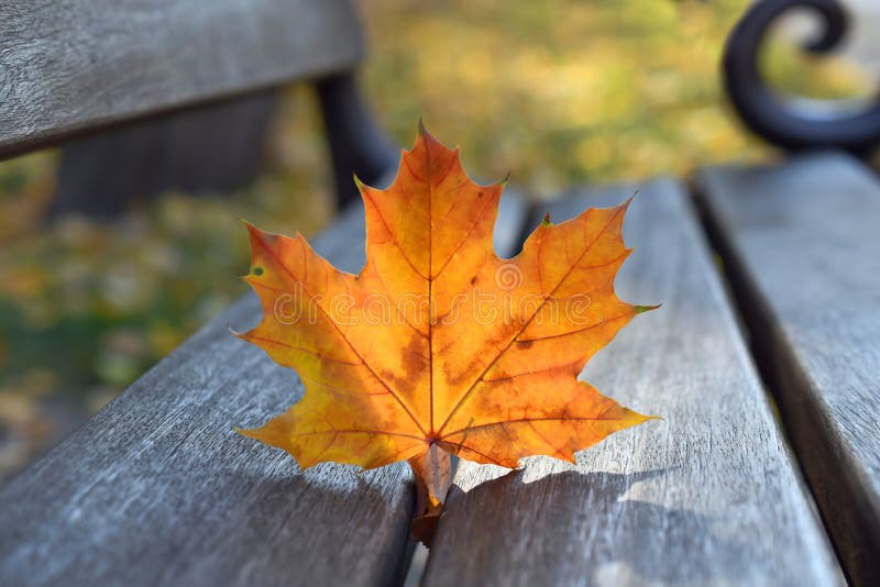 Red Maple Leaf on the Bench Stock Photo - Image of gray, october: 190762590