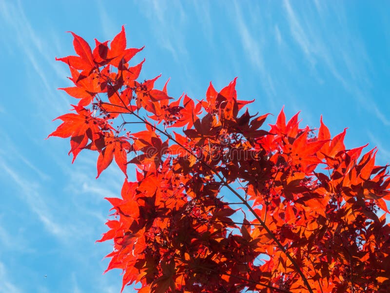 Red Maple on a Blue Sky Background Stock Image - Image of flora, color ...