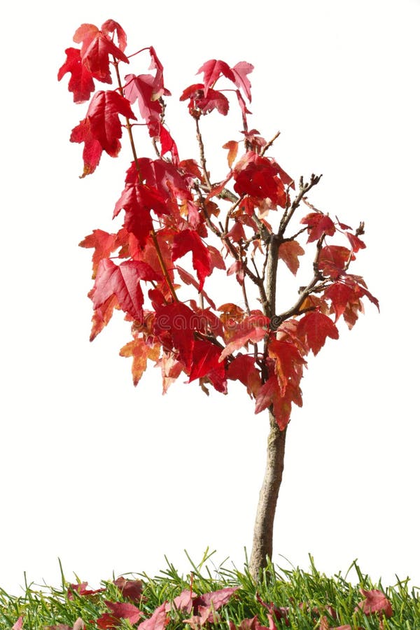 Red maple tree stock photo. Image of redmaple, miniature - 29519776