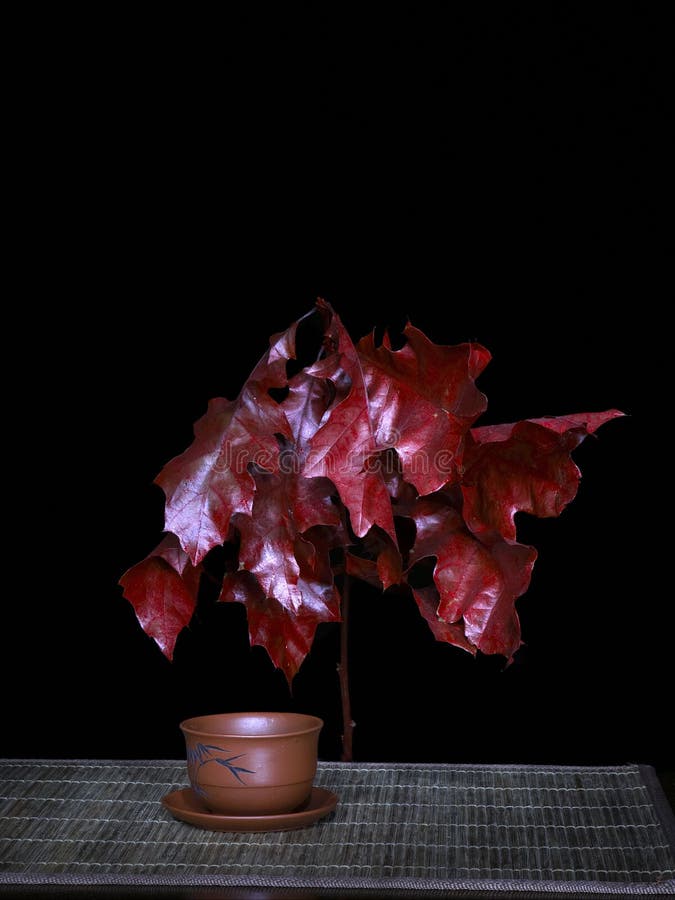 Red Maple Branch and Tea Cup Stock Photo - Image of culture, black ...