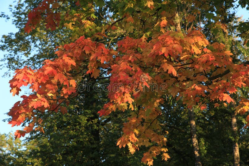 Red maple branches stock image. Image of closeup, light - 101196279