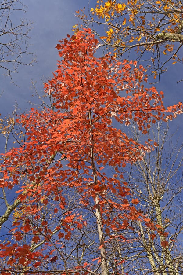 Red Maple in the Fall stock image. Image of wilderness - 71385581