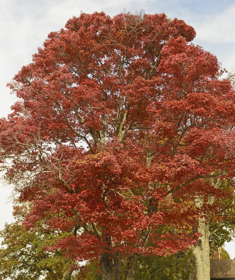 Red Maple in the Fall stock image. Image of park, wild - 63029977