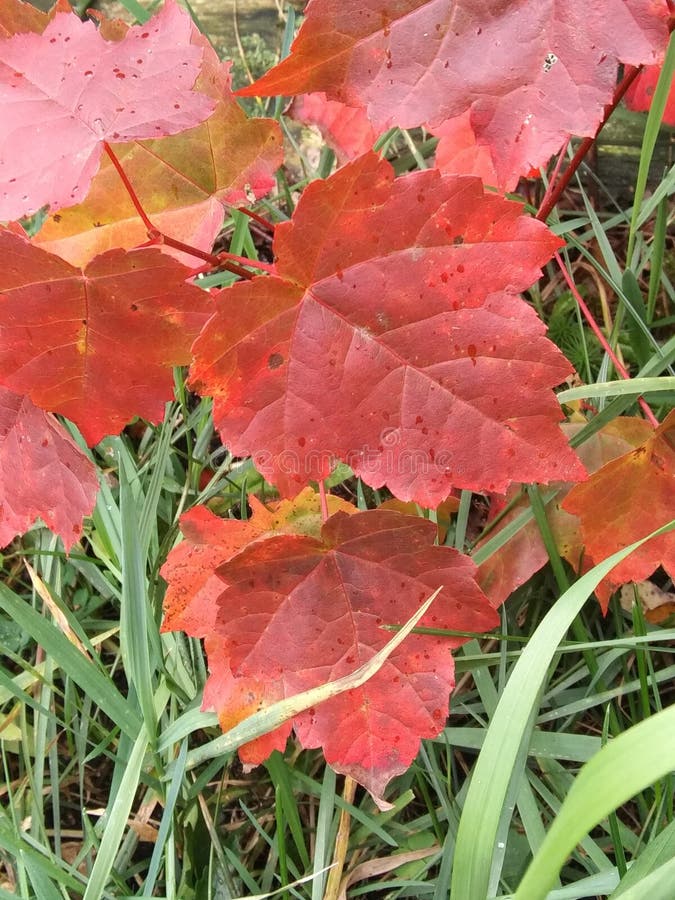 Red Maple in the Fall Time 3 Stock Image - Image of seasonal, leaves ...