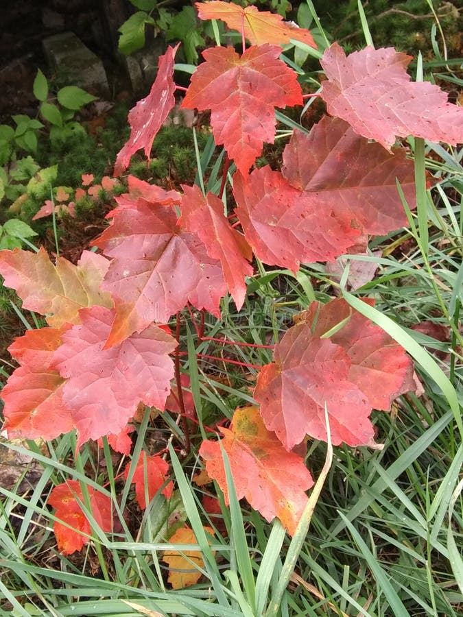 Red Maple in the Fall Time 2 Stock Image - Image of leaves, time: 160066417