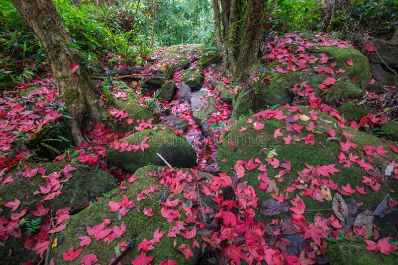 Red maple on water stream stock photo. Image of halloween - 70187932
