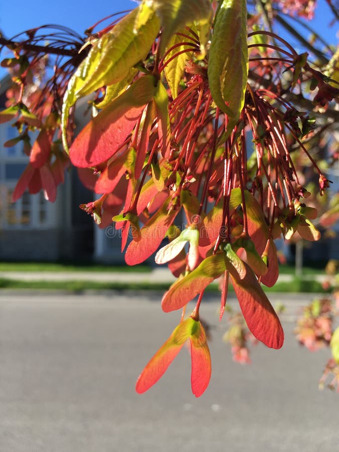 Red Maple Flowering in Spring Stock Image - Image of angle, variable ...