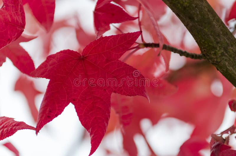 Red Maple Foliage on the Tree Branch Stock Image - Image of park, flora ...