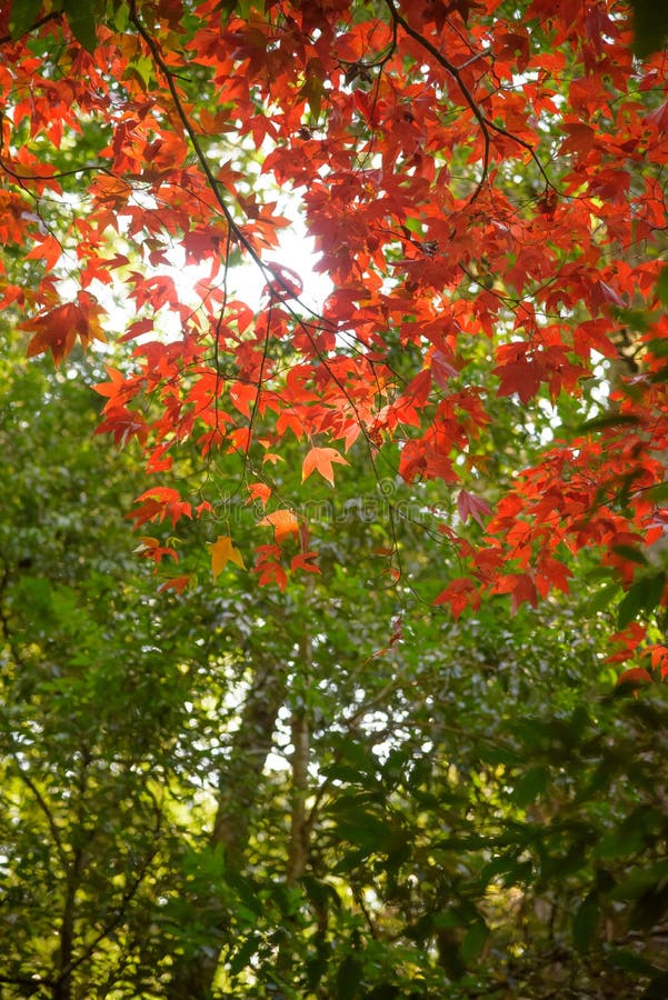 Red maple in the forest stock image. Image of maple, autumn - 64160939