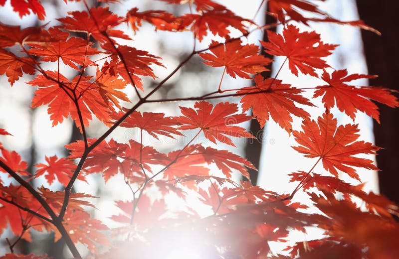 Red maple in the forest stock image. Image of outdoor - 233452621