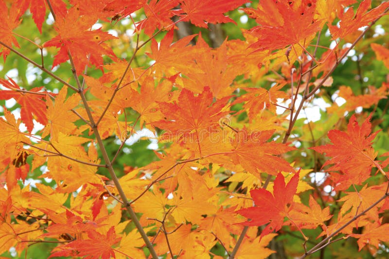 Red maple in a garden stock photo. Image of perennial - 386937170