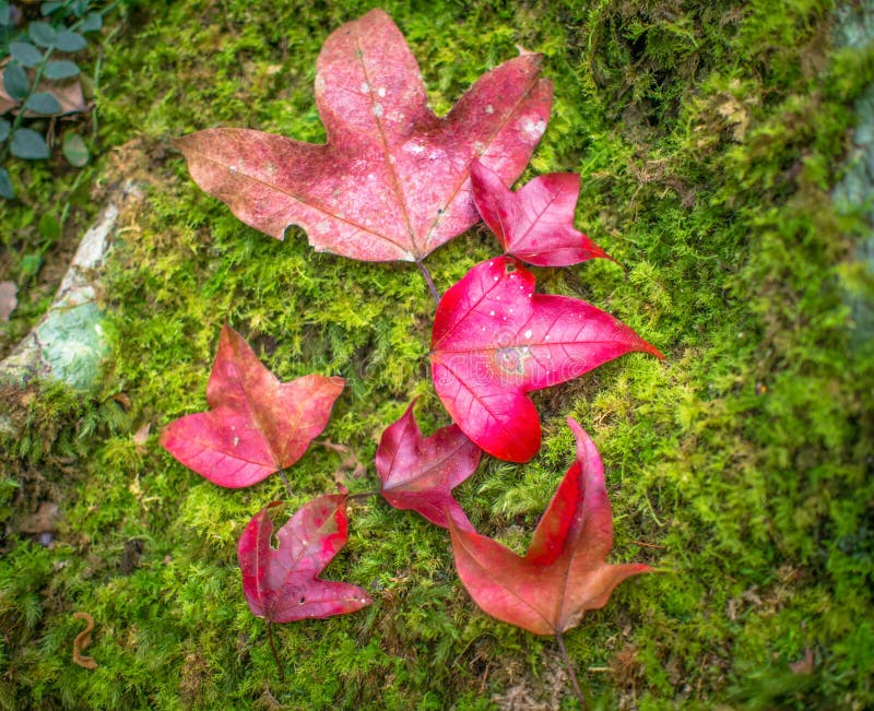 Red maple stock photo. Image of green, maple, ground - 85750272