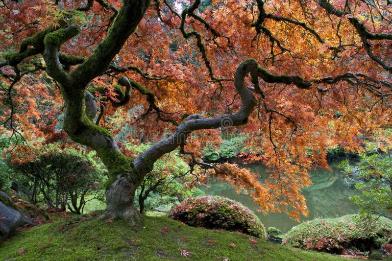 Red maple, Japanese garden stock photo. Image of japanese - 17326602