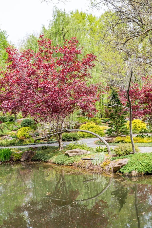 Red Maple by Lake stock photo. Image of forest, travel - 83212898