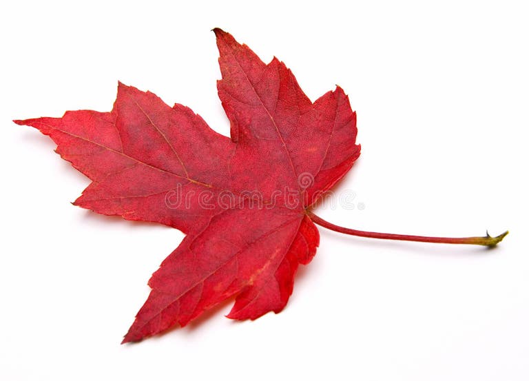 Red Maple Leaf stock image. Image of autumn, white, vein - 11512835