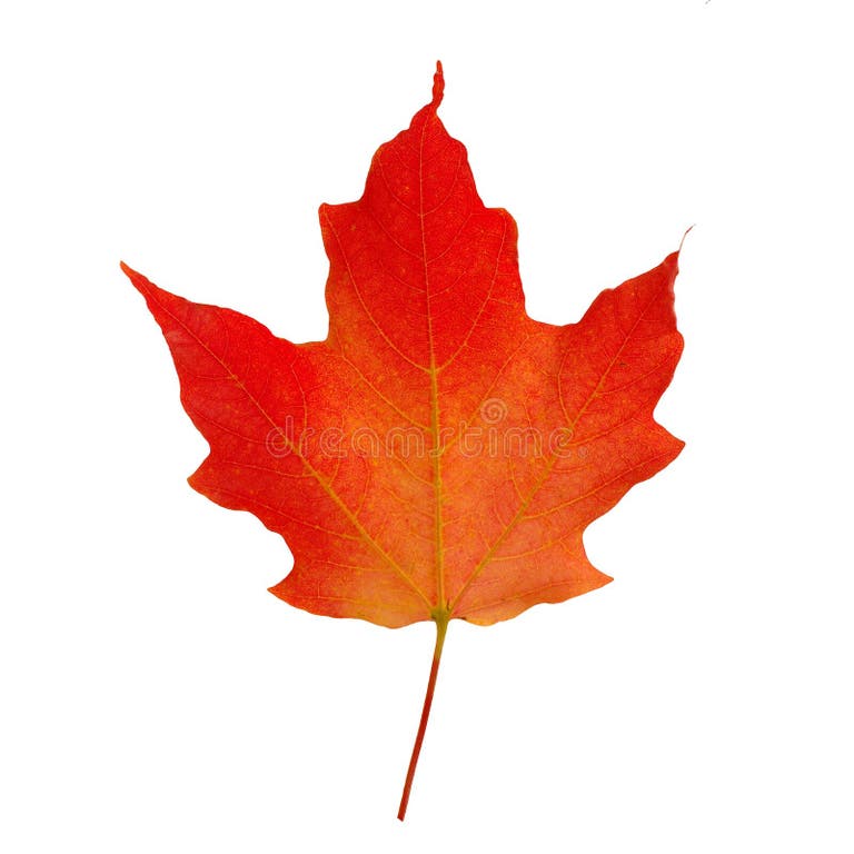 Red Maple Leaf stock image. Image of sugar, autumn, leaf - 286225