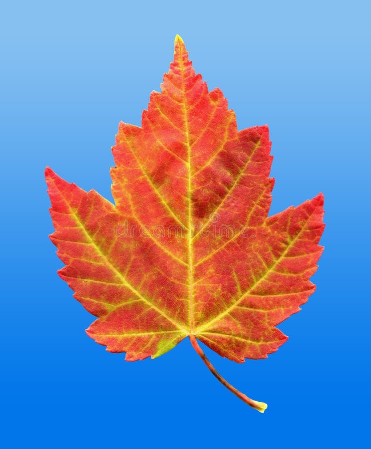 Maple Leaf in Autumn Foliage Stock Image - Image of seasonal, leaves ...