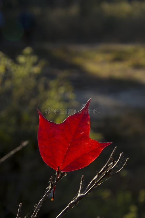Red maple leaf stock image. Image of tree, nature, road - 49782625