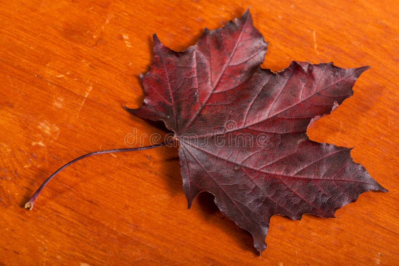 Red Maple Leaf stock photo. Image of canada, botany, natural - 33350422