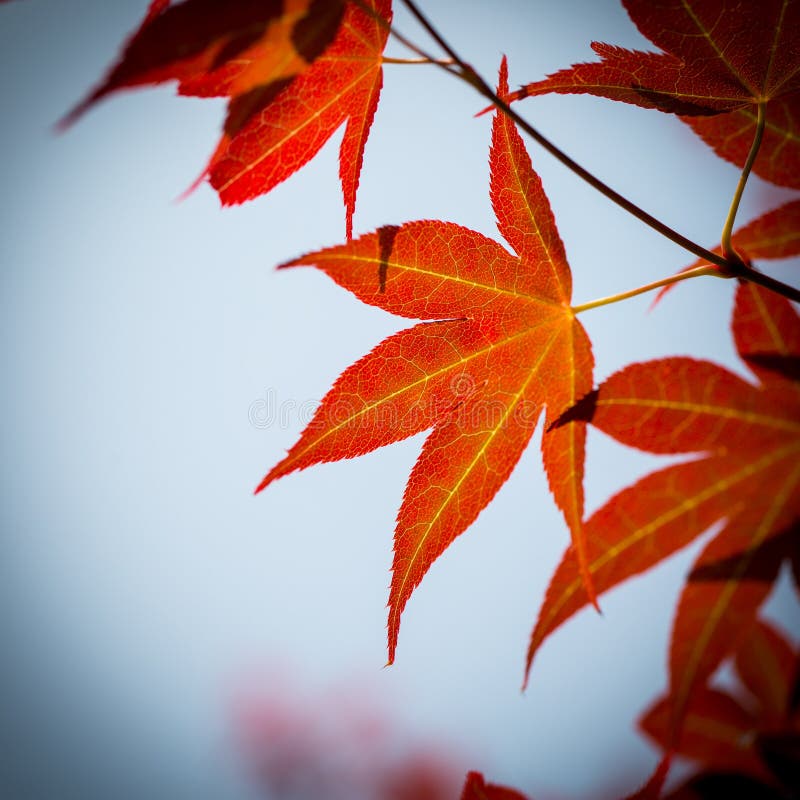 Red Maple Leaf with Backgrond Stock Image - Image of seamless, season ...