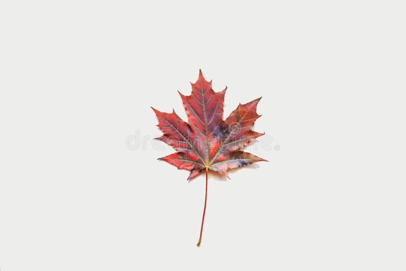 Red Maple Leaf on Beige Background Stock Image - Image of life, festive ...