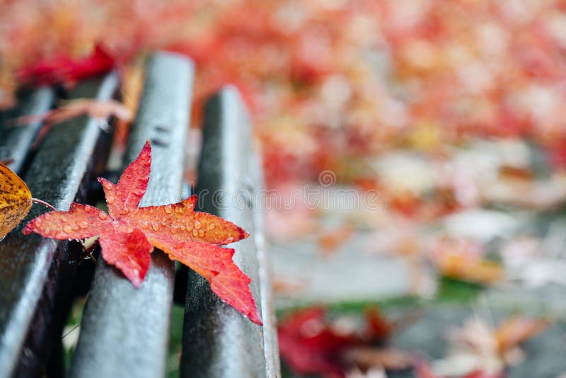 Red maple leaf on a bench stock photo. Image of nature - 57281882
