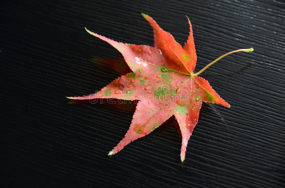 Red maple leaf stock image. Image of fallen, background - 58021599