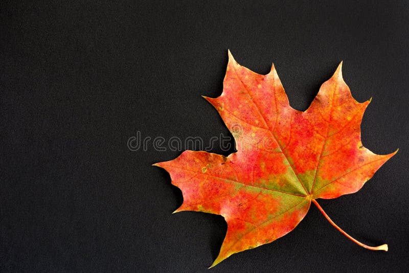 Red Maple Leaf On Black Background Stock Image - Image of green, orange ...