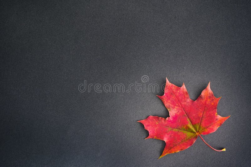 Red Maple Leaf on Black Background Stock Image - Image of green, orange ...