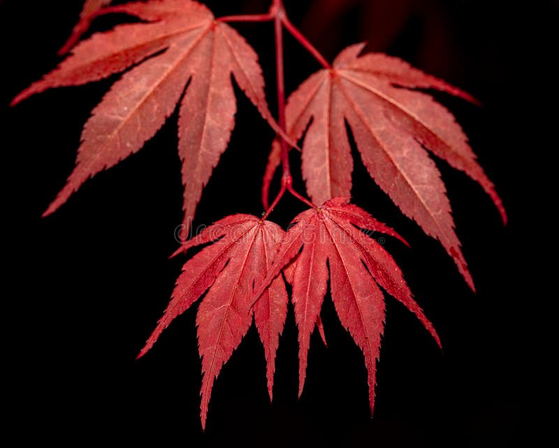 Red Maple Leaf on Black for Natural Background Stock Image - Image of ...