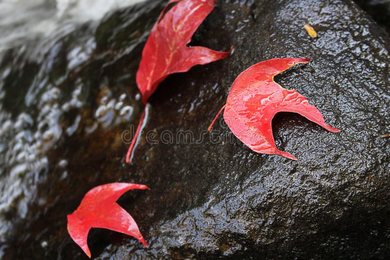 The Red Maple Leaf in the Black Rock Stock Photo - Image of autumn ...