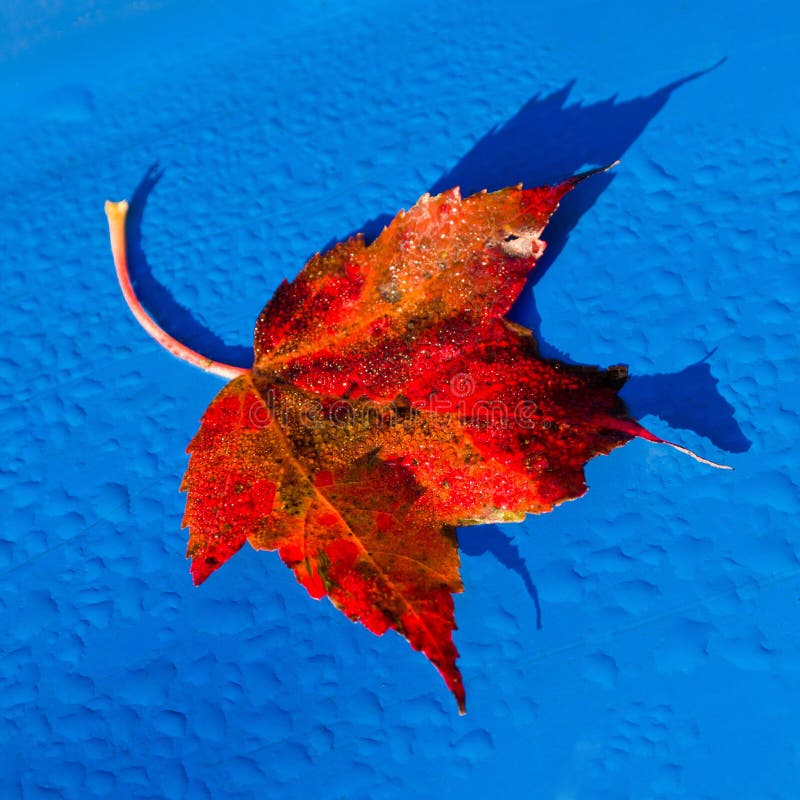 Red Maple Leaf on Blue stock photo. Image of colors, canada - 27308464