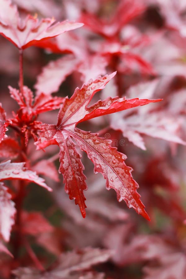 Red Maple stock image. Image of summer, chinese, pollen - 46501807